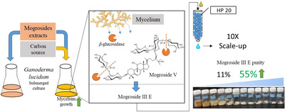 Biotransformation of mogrosides from Siraitia grosvenorii by Ganoderma ...